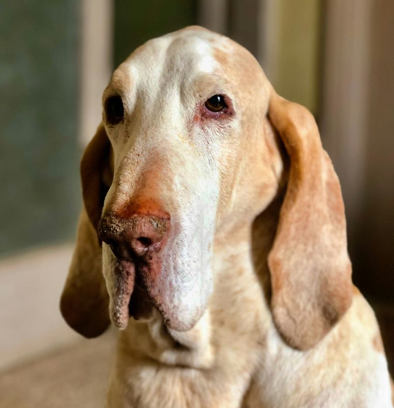 Bracco Italiano: Loyal & Trainable Italian Hunting Dog | Pet Breed Hub