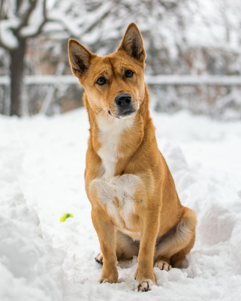 Jindo Dog Breed: Loyal, Intelligent & Protective | Pet Breed Hub